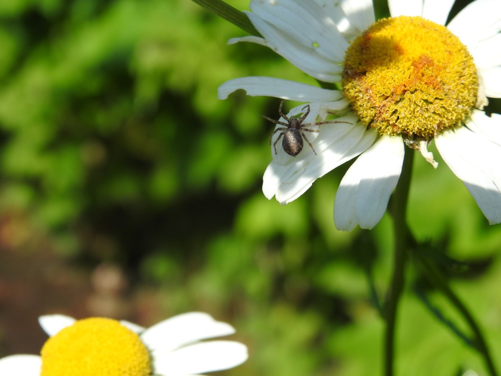 Haïkus (insectes) – Gîte de mots Sans chichi ni tralala